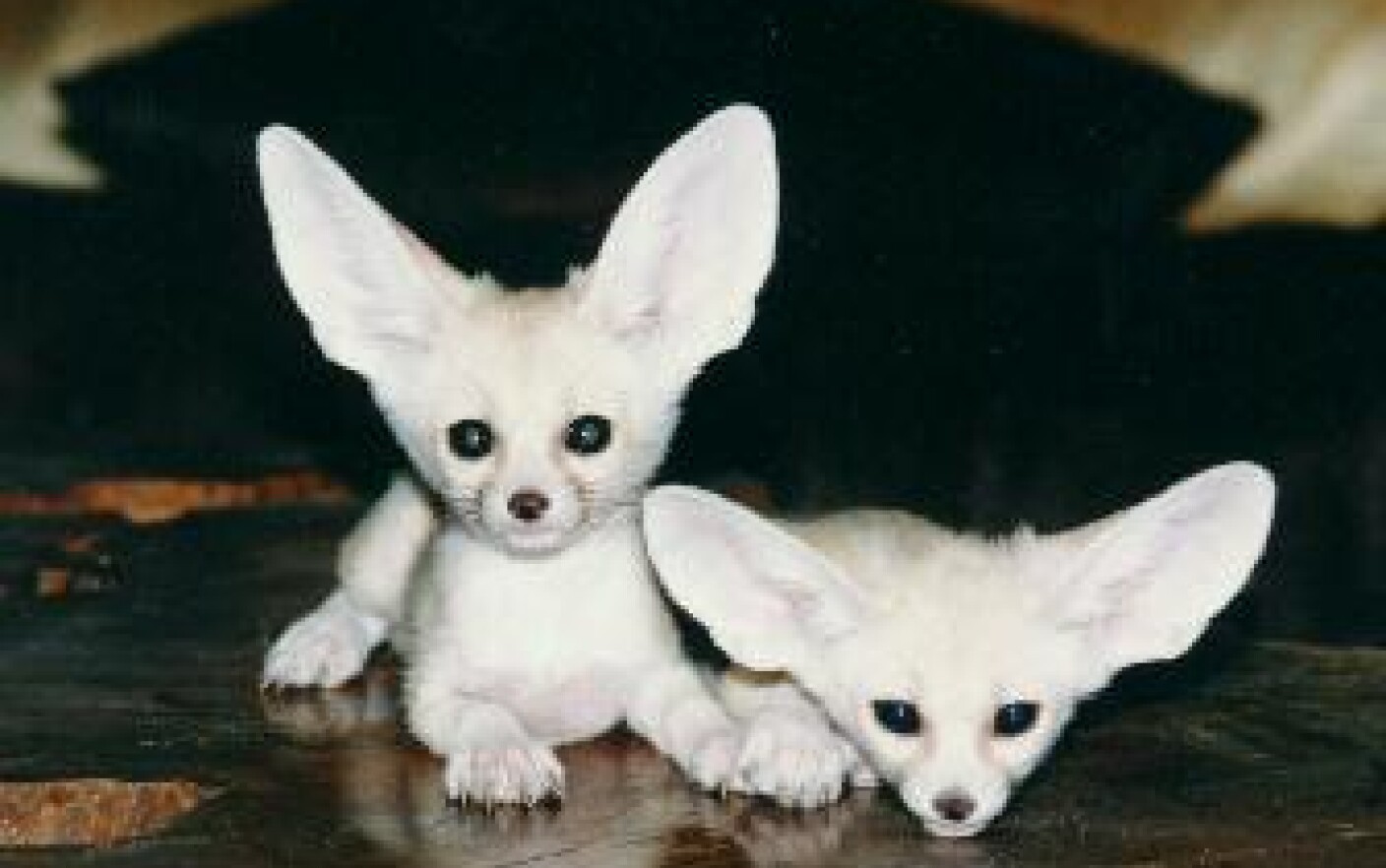 Trei vulpite albe de Sahara, vedetele gradinii zoologice din Tokio ...