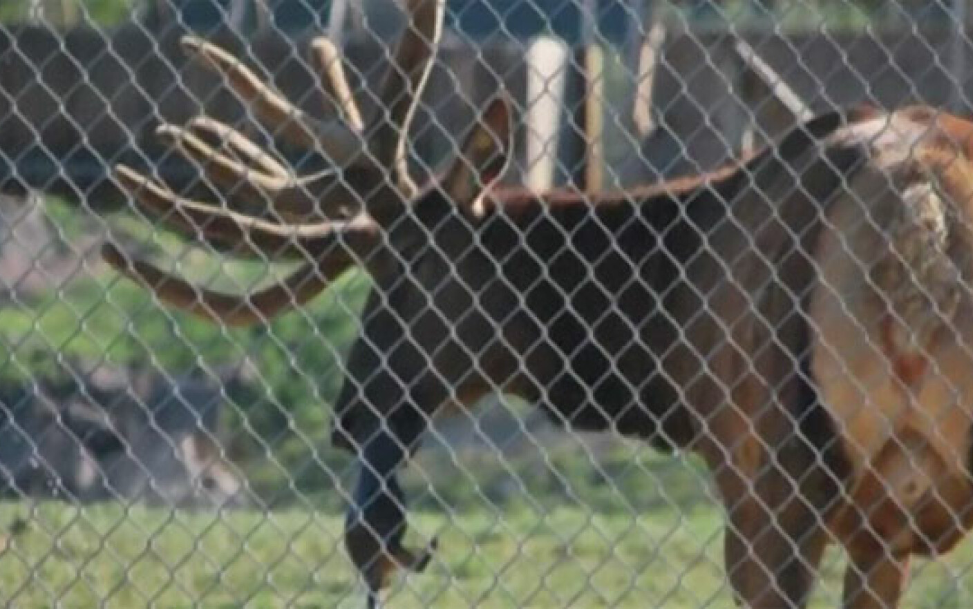 Si marmota a vrut sa faca o baie. Elanul-salvamar a salvat-o de la inec ...