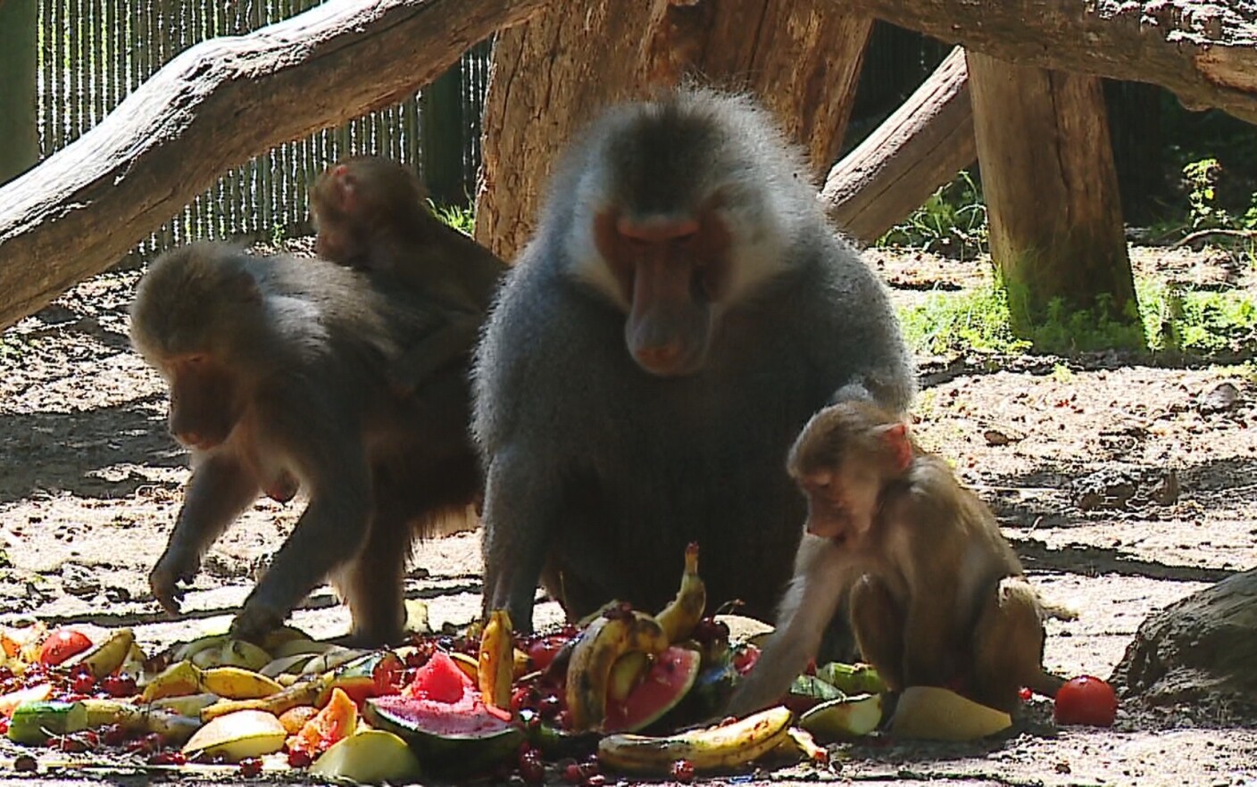 Canicula la zoo. Maimutele beneficiaza de un tratament special, bazat ...