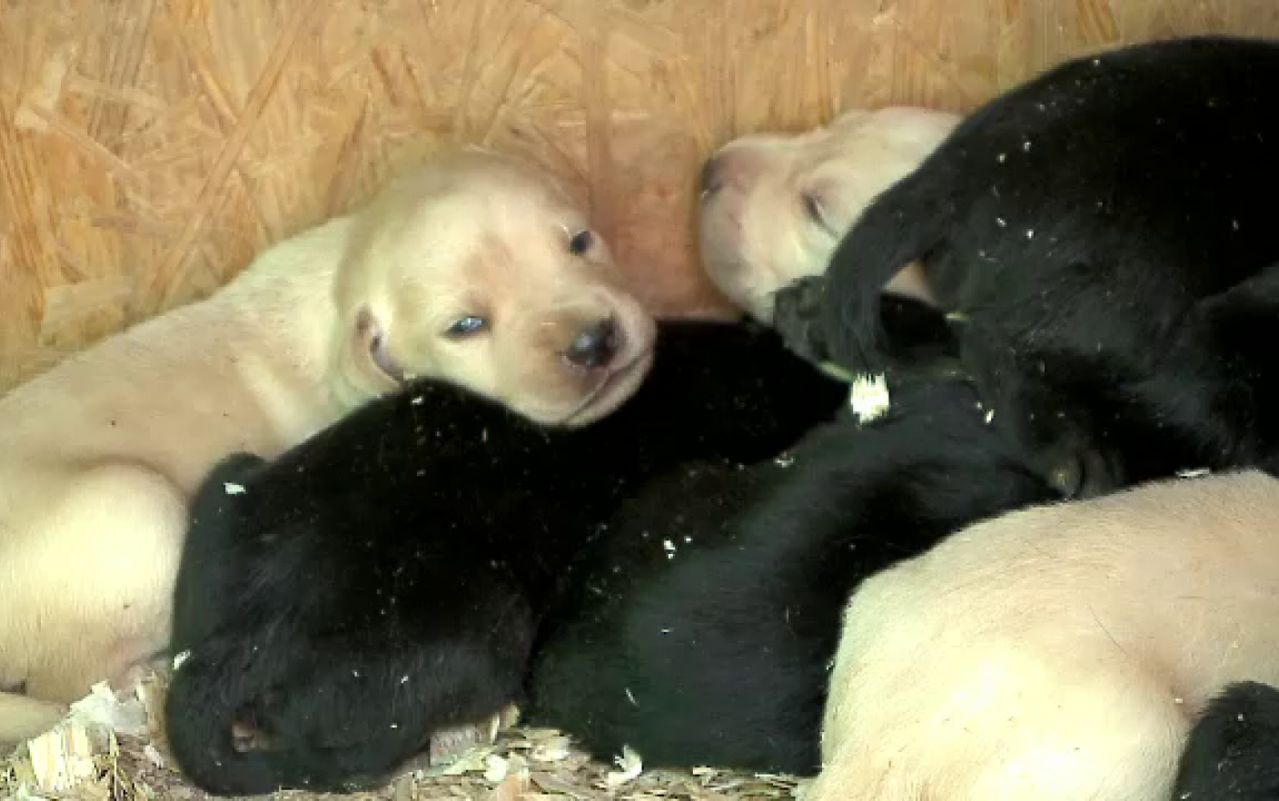 Renasterea copoiului dobrogean. Primii pui din probabil cea mai buna ...