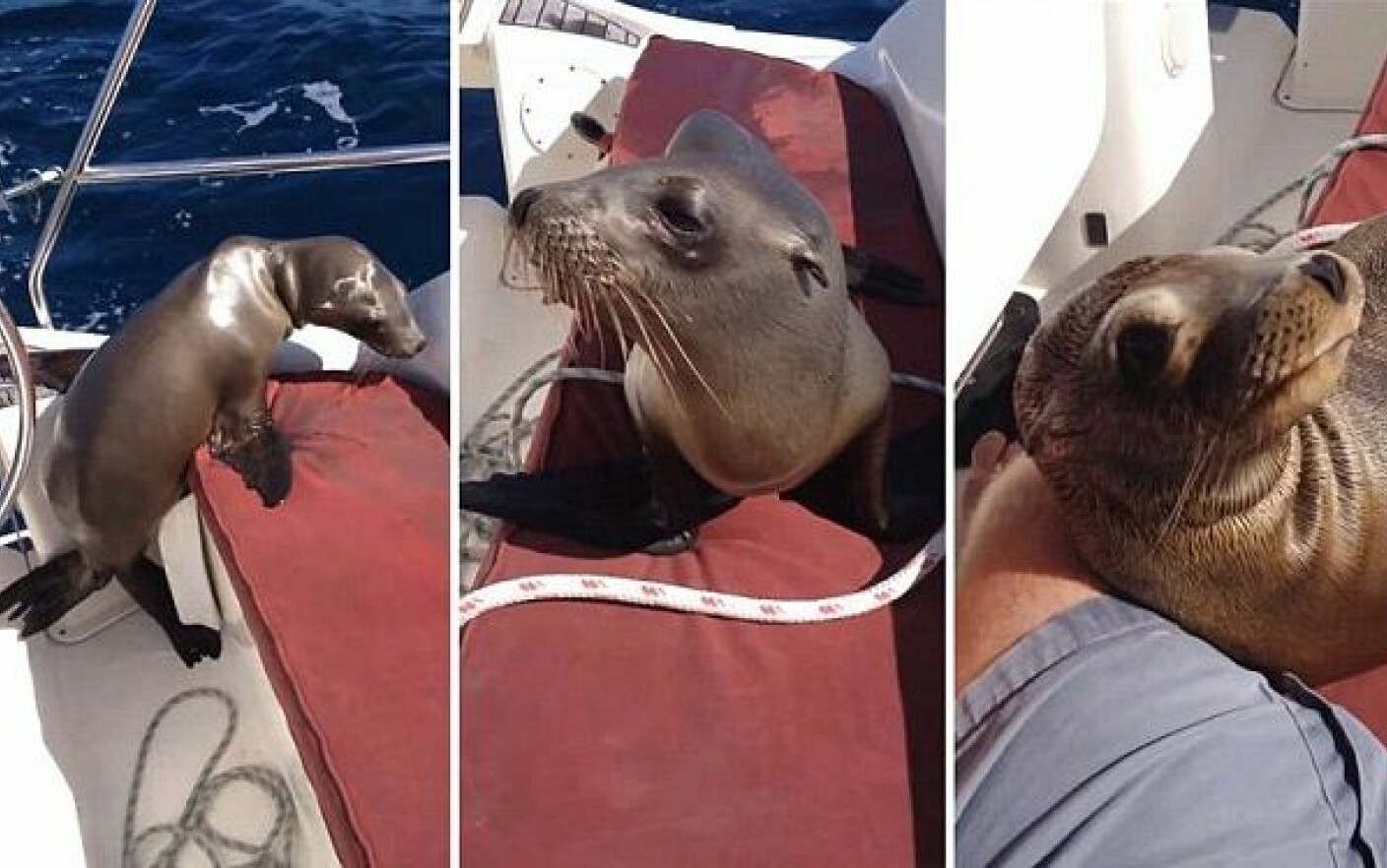 Imaginea care i-a schimbat viata: gestul de afectiune al unui pui de ...