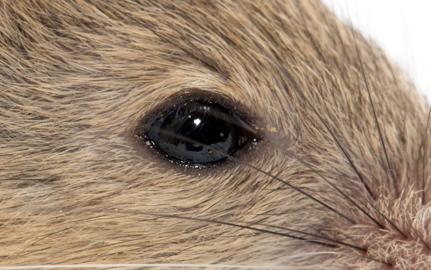 O specie de șoarece considerată dispărută acum 150 de ani a fost ...