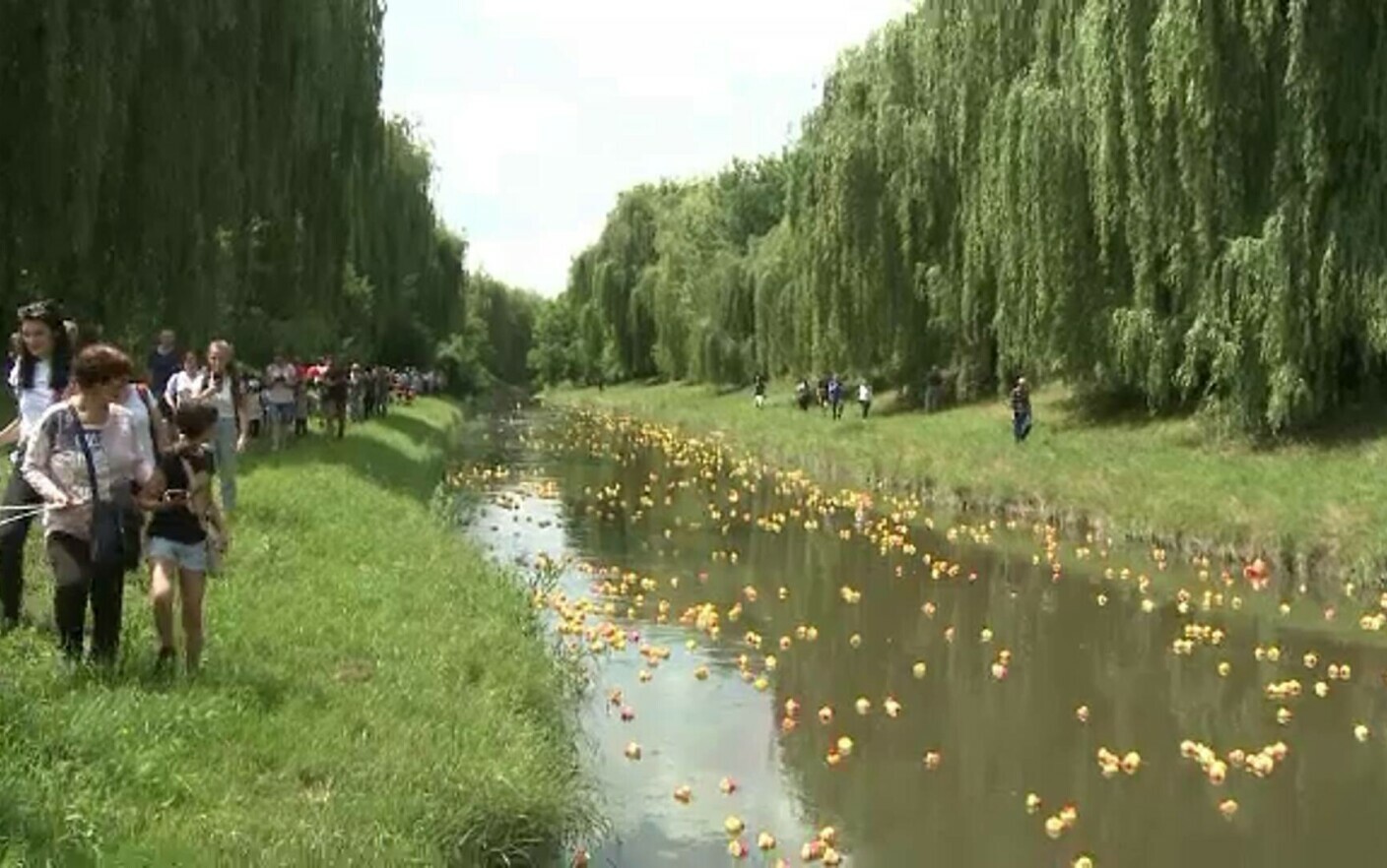 Mii de rățuște galbene s-au întrecut pe râul Cibin, pentru o cauză nobilă. Despre ce este vorba ...