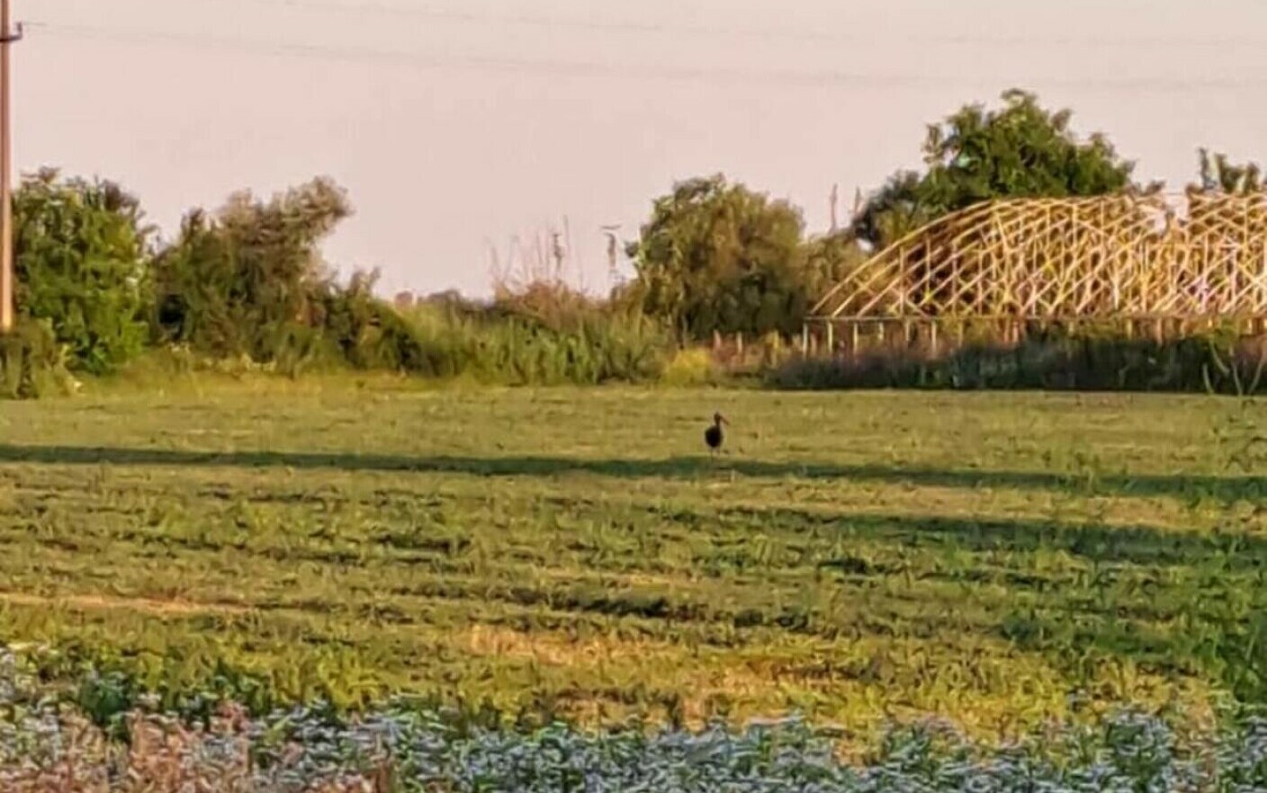 Imagini rare cu o barză neagră, în România. FOTO - Stirileprotv.ro