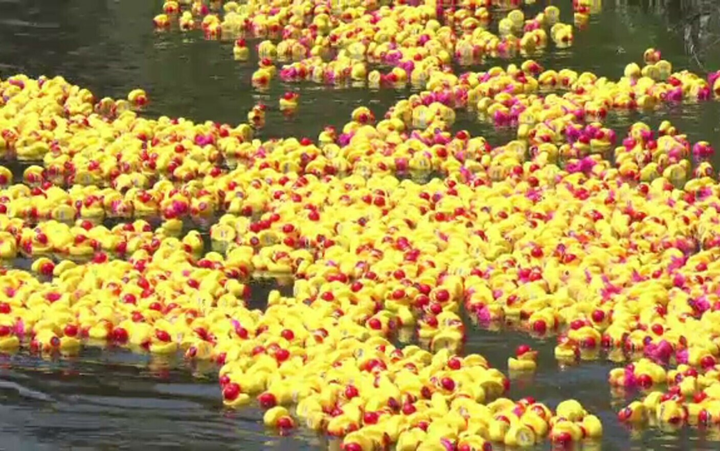 Mii de rățuște galbene s-au întrecut pe râul Cibin, pentru o cauză ...