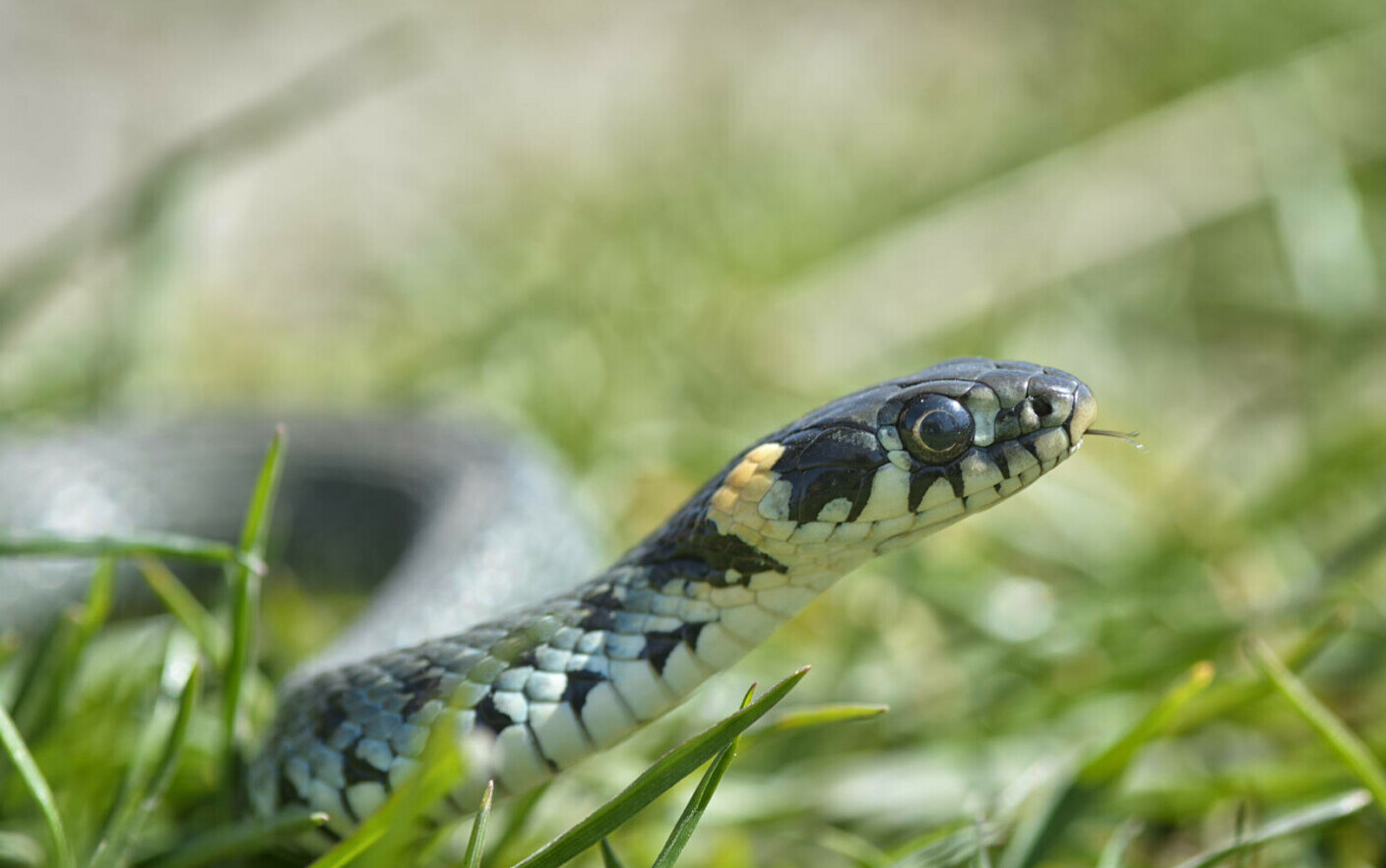 Un bărbat și-a scos cei 20 de șerpi la plimbare în parc. Reptilele sunt ...