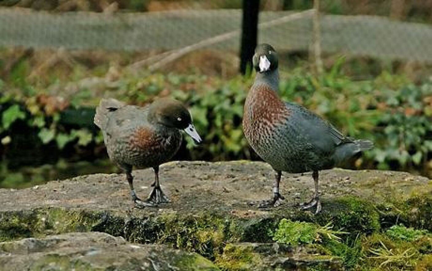 Specie de rate pe cale de disparitie, masculii ramasi sunt gay ...