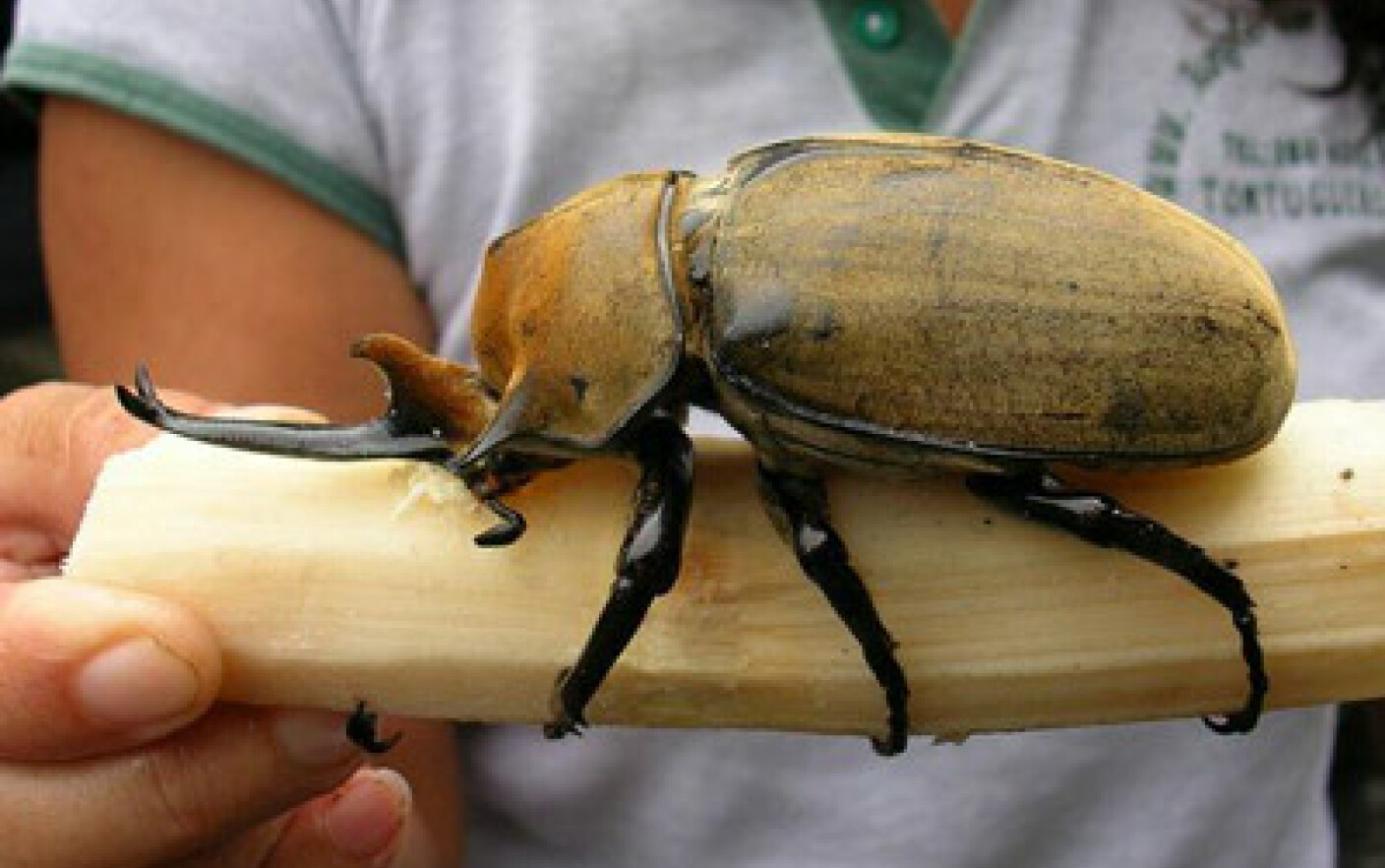 Aveti gandaci in bucatarie? Se poate si mai rau! - Stirileprotv.ro