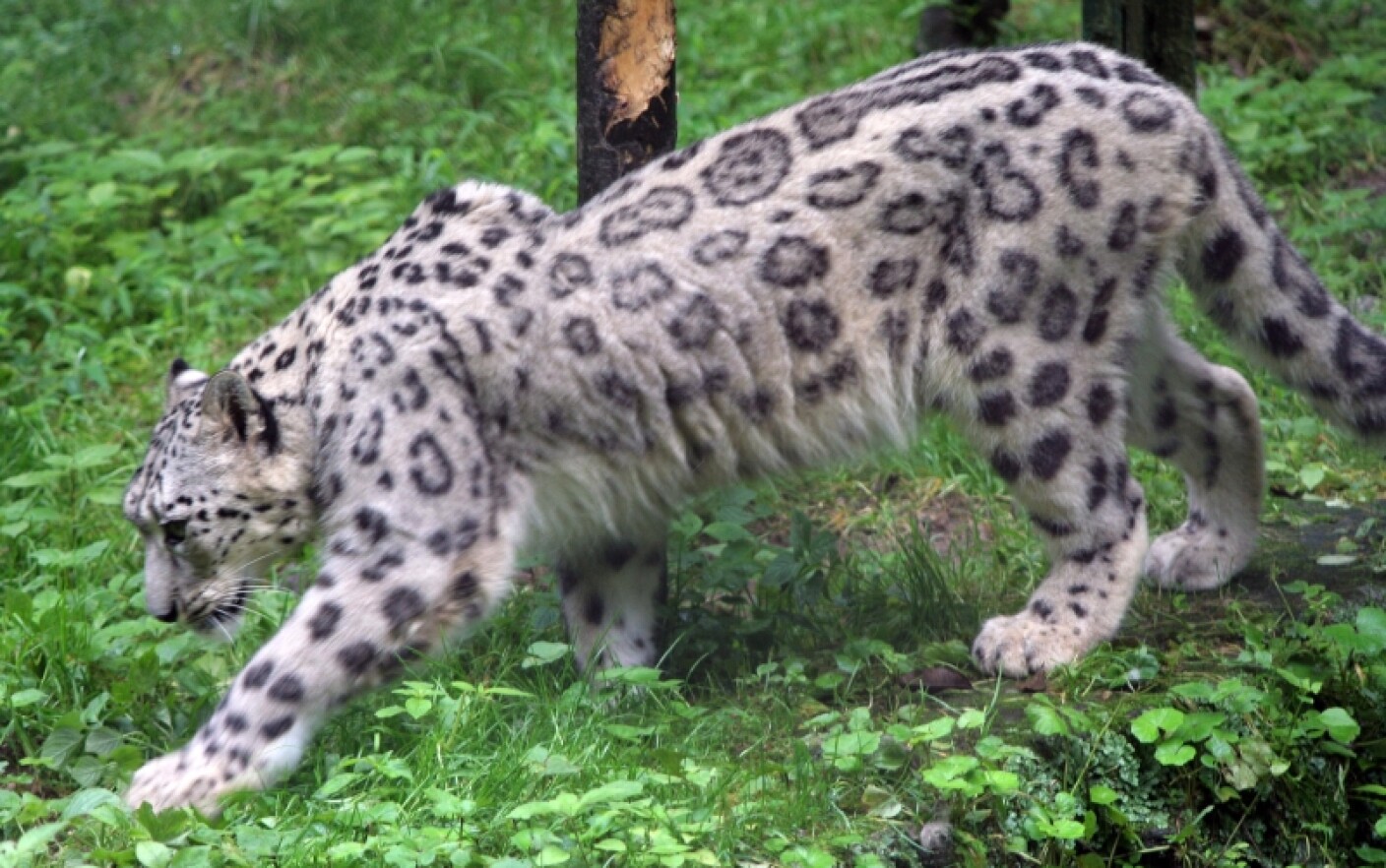 Doi leoparzi de zapada fac furori la o gradina zoologica din Ungaria ...