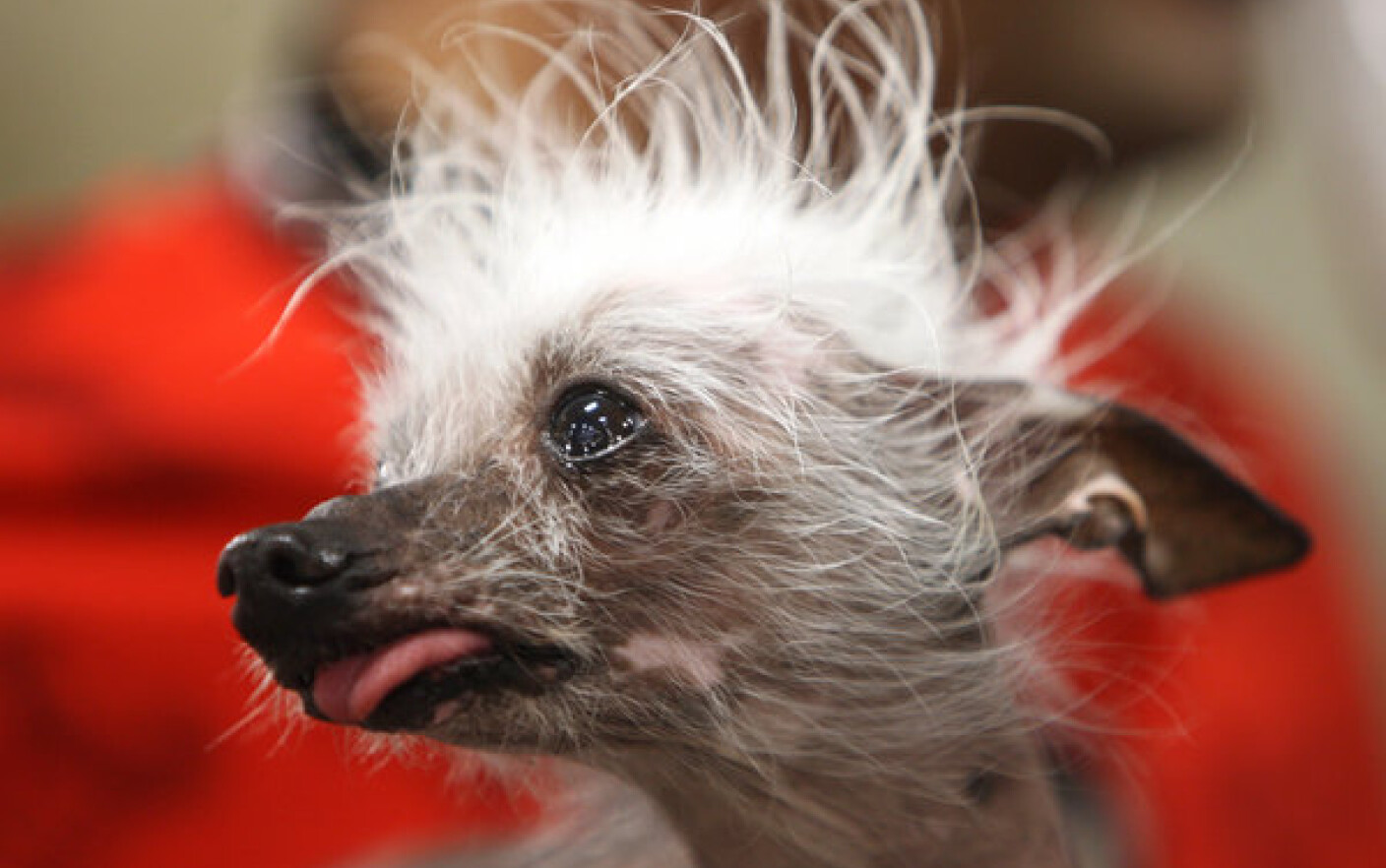 El e cel mai urat caine! Ti-ai cumpara un asemenea exemplar ...