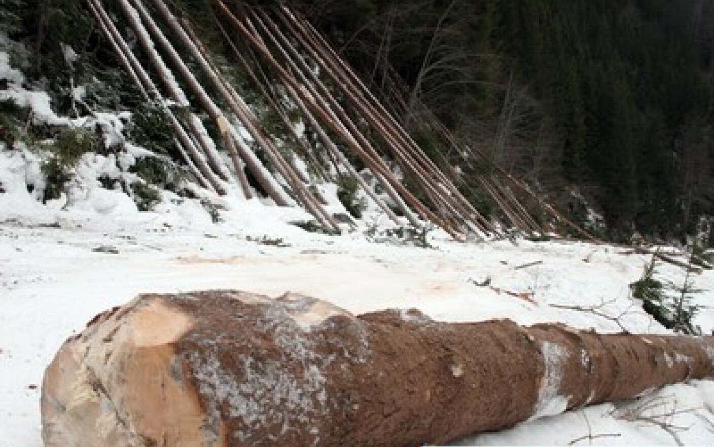 Borbely: Cine fura lemn din paduri sa fie pedepsit cu inchisoarea - Stirileprotv.ro