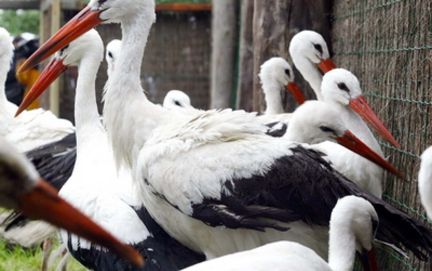 Spital pentru ingrijirea pasarilor ranite din vestul tarii. Patru ...