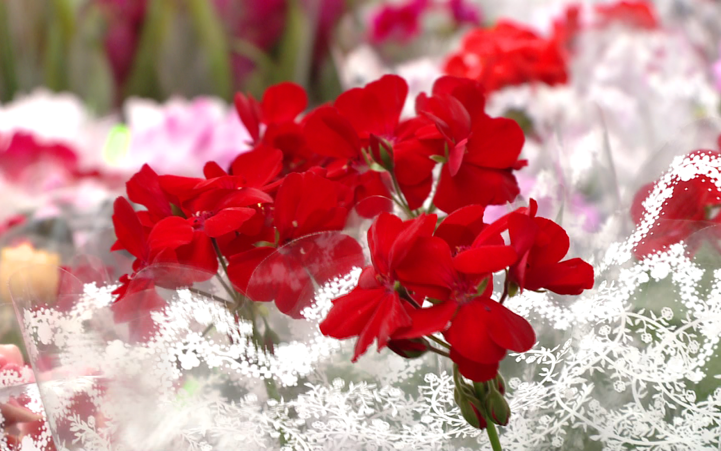 Odata cu venirea primaverii infloresc si afacerile - Stirileprotv.ro