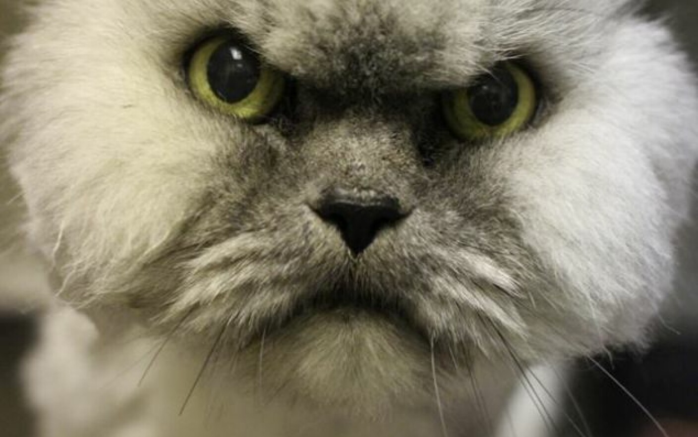 "Angry Cat" a fost in sfarsit adoptata. Prima reactie cand a ajuns in ...