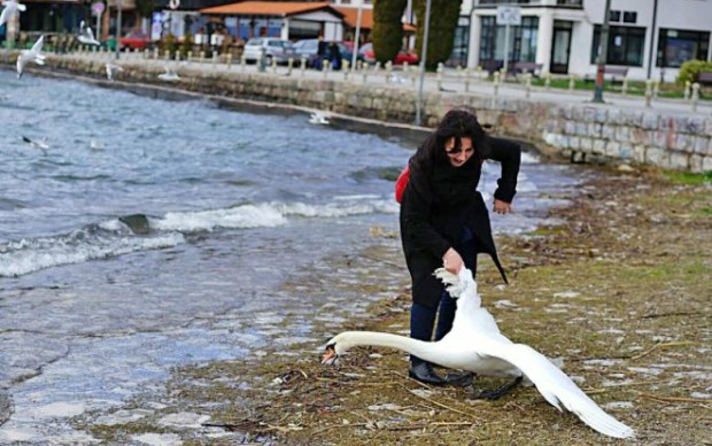 O lebada a murit pe malul lacului, dupa ce o turista a bruscat-o pentru ...