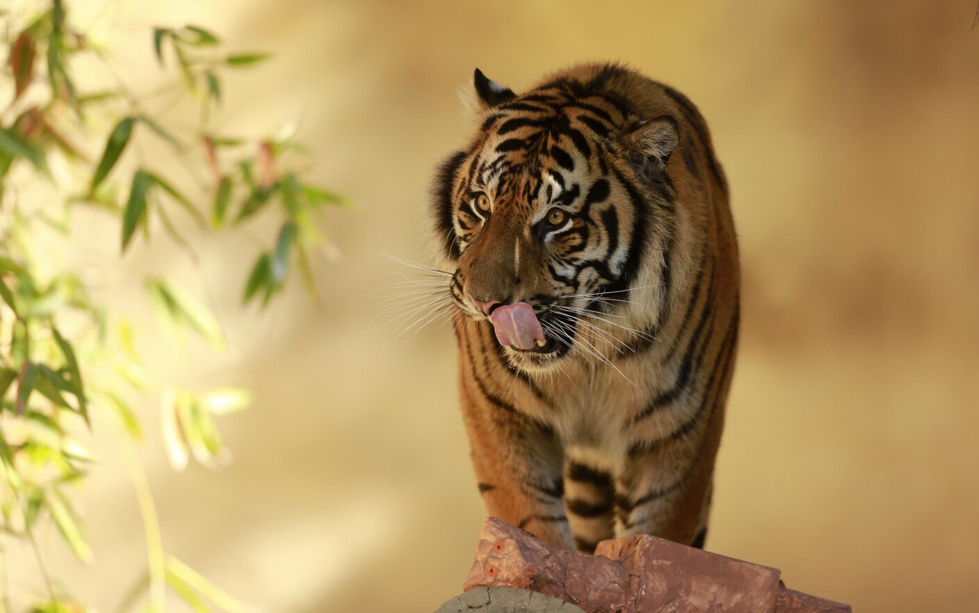 Localnicii dintr-un sat din Indonezia au ucis si mancat un tigru pe ...