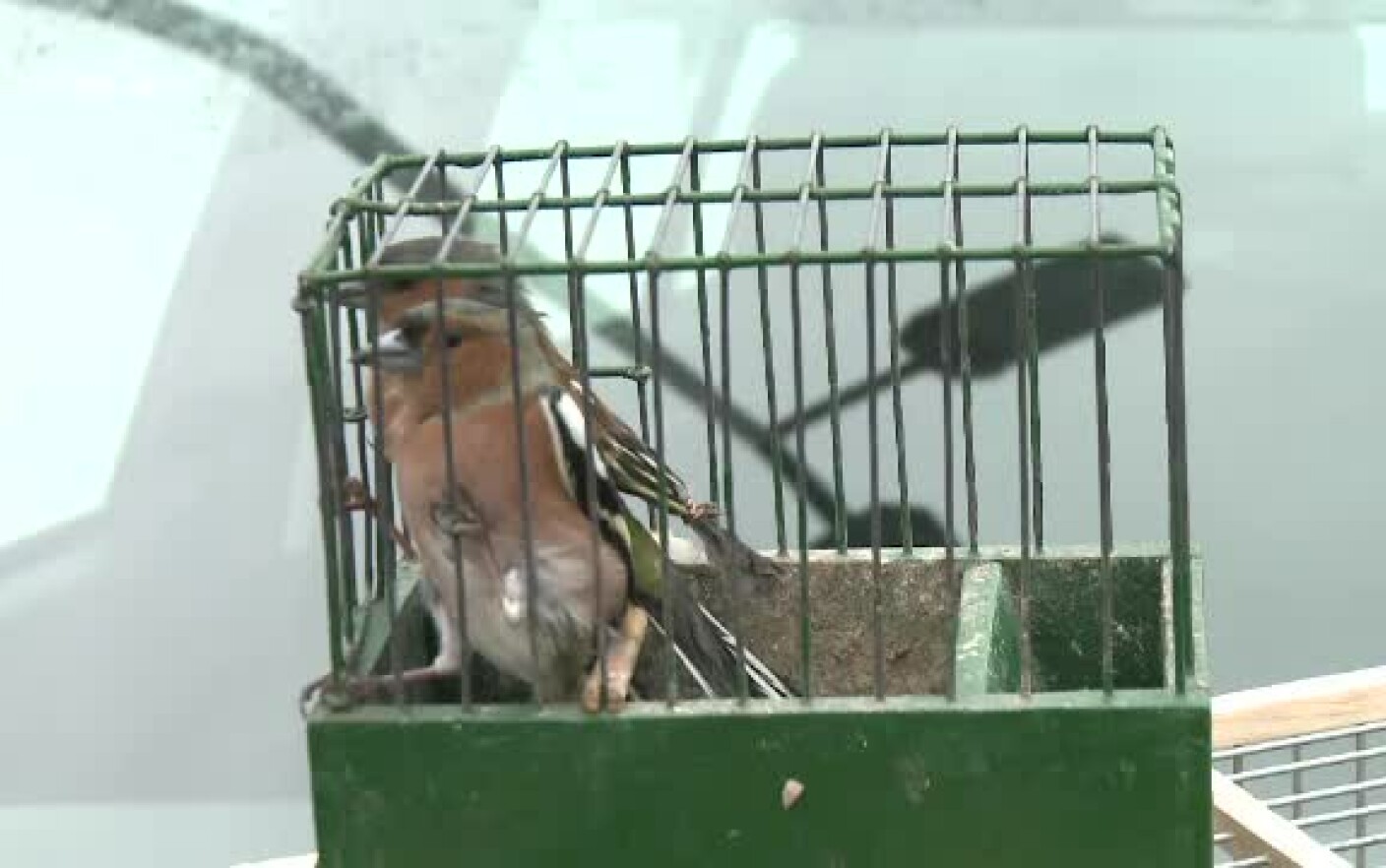 Pasari rare, precum sticletele, scatiul sau caneparul, vandute la un ...