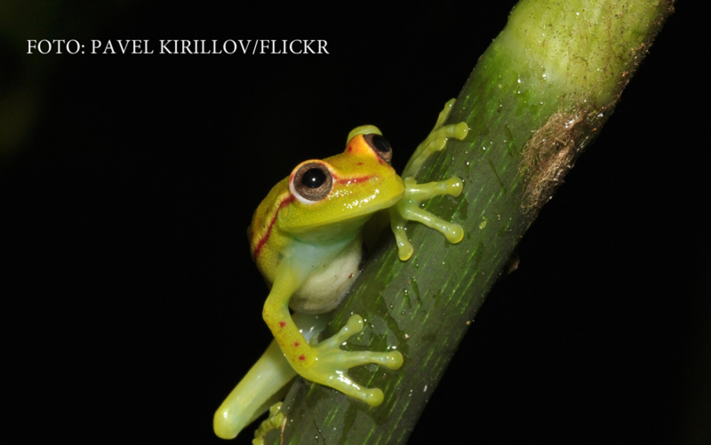 Cercetatorii argentinieni au gasit prima broasca FLUORESCENTA. Oamenii ...