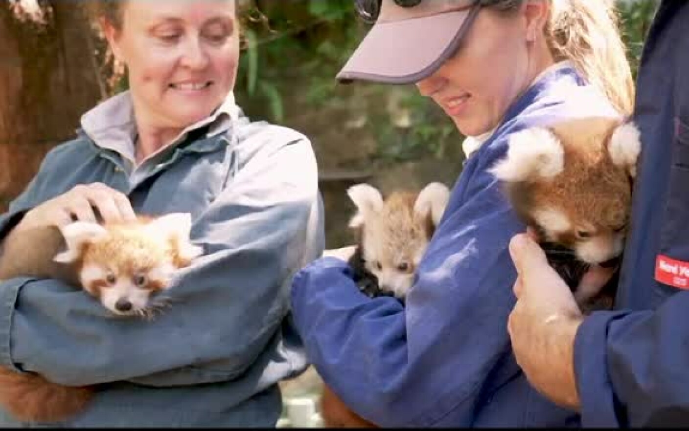 Trei pui de panda roșu, noua atracție de la grădina zoologică din ...