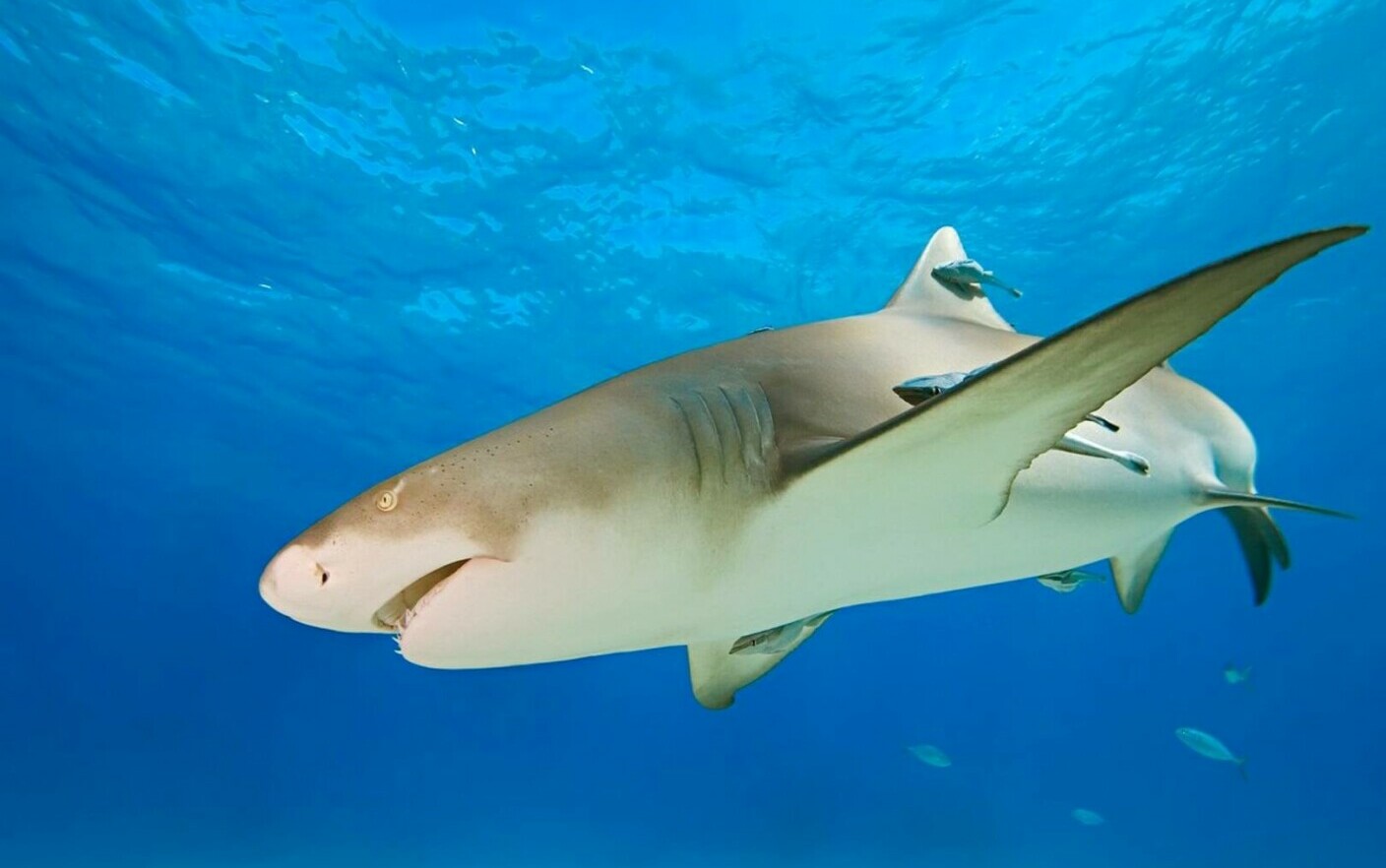 Un rechin a smuls o parte din brațul unei fete. Cu o zi înainte, bestia ...