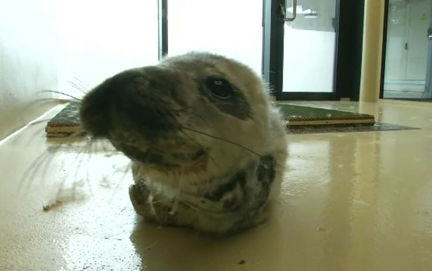 Un pui de focă a fost salvat de angajații Muzeului Maritim din Lituania ...