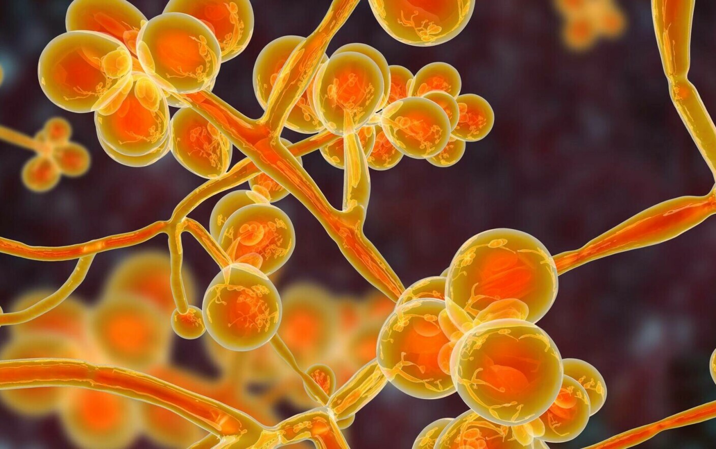 O ciupercă mortală se răspândește într-un ritm alarmant în mai multe ...