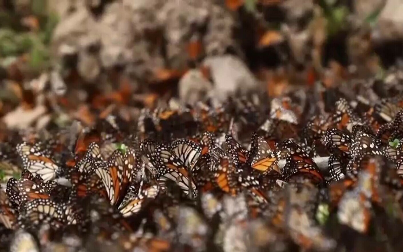 Populația de fluturi monarh a scăzut, în ultimii zece ani, cu 72%. Ce ...