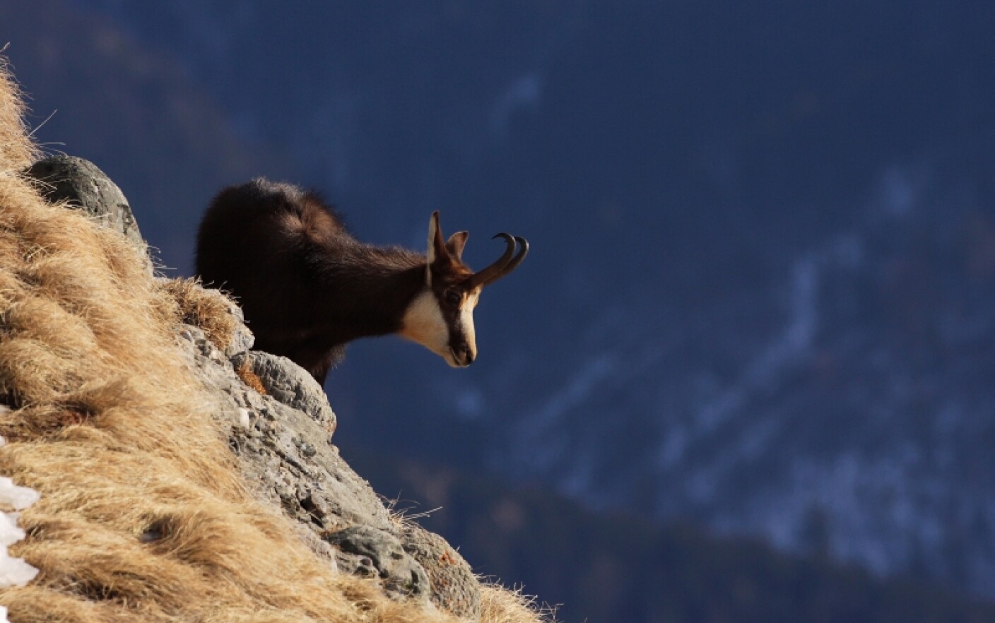 Heidi, pui de capra neagra, membru al echipei de salvamontisti Busteni ...