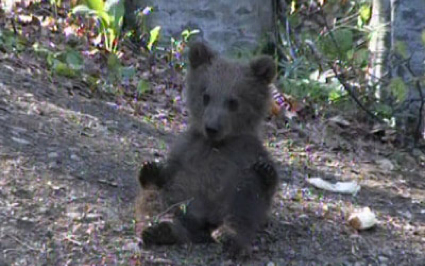 Vezi o GALERIE FOTO cu puiul de urs inainte de a fi calcat de masina ...