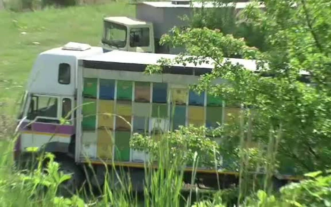 S-a ascuns in tufisuri, de teama sa nu fie prins. Ce lovitura a ...