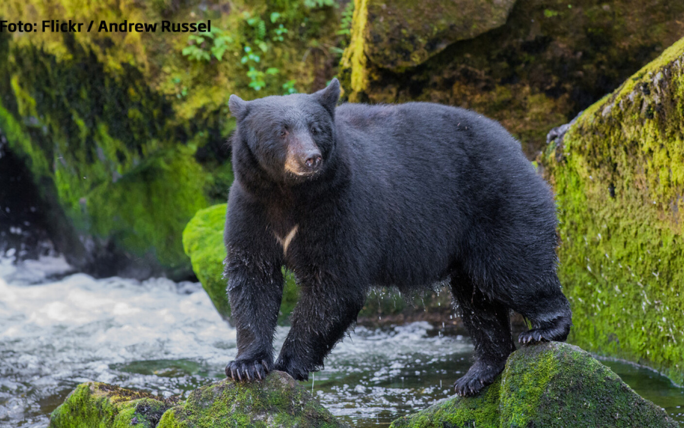 Ursii alpinisti care urca pe un perete vertical de stanca. VIDEO. Ar ...