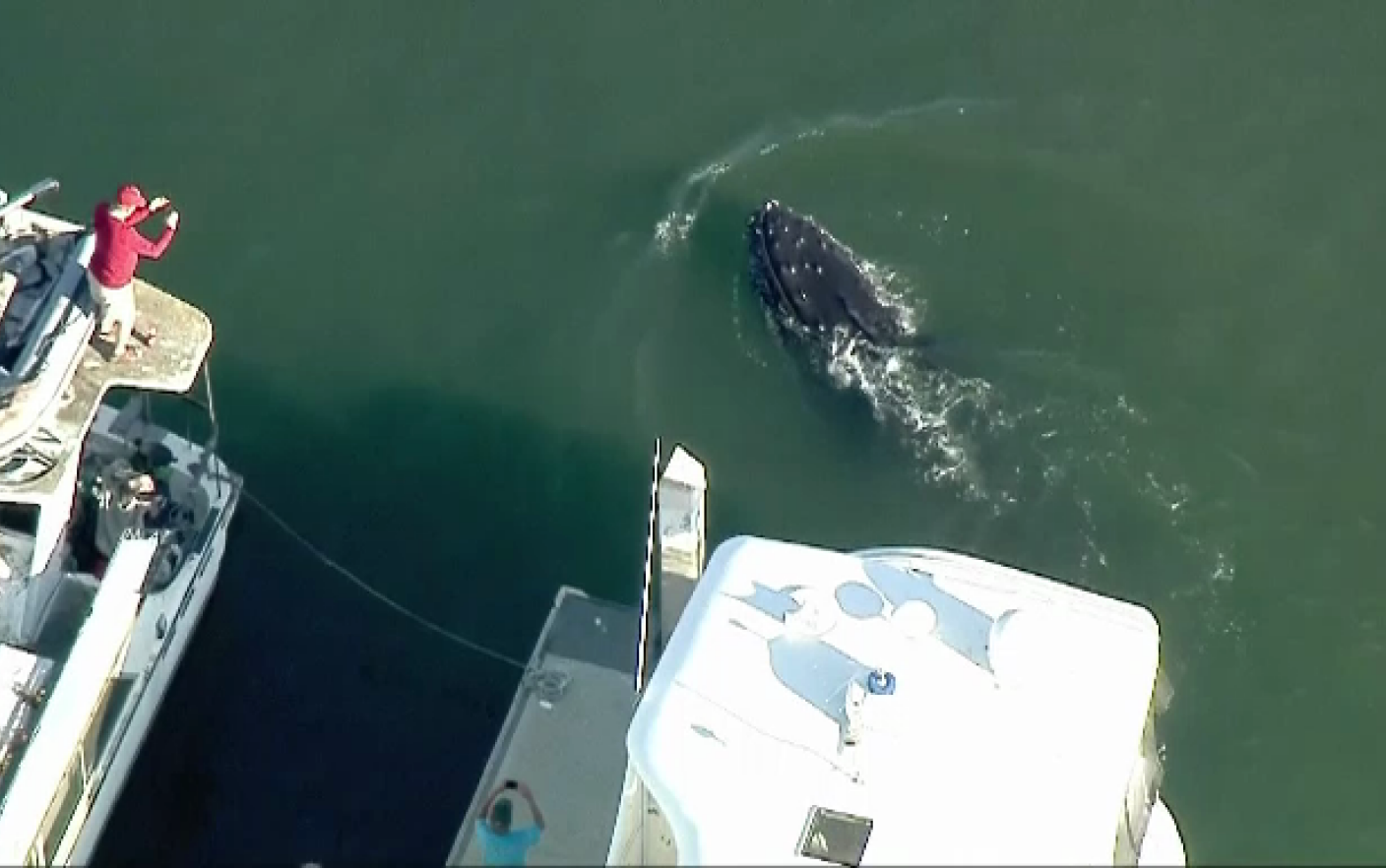 O balena cu cocoasa a "ancorat" intr-un port din California. Metoda ...