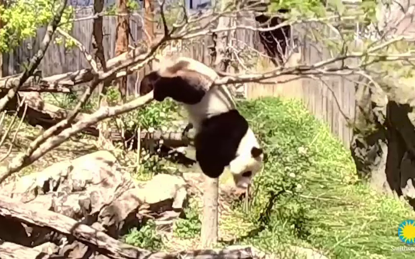Ursul panda Bei Bei i-a distrat pe turiștii de la grădina zoologică din ...