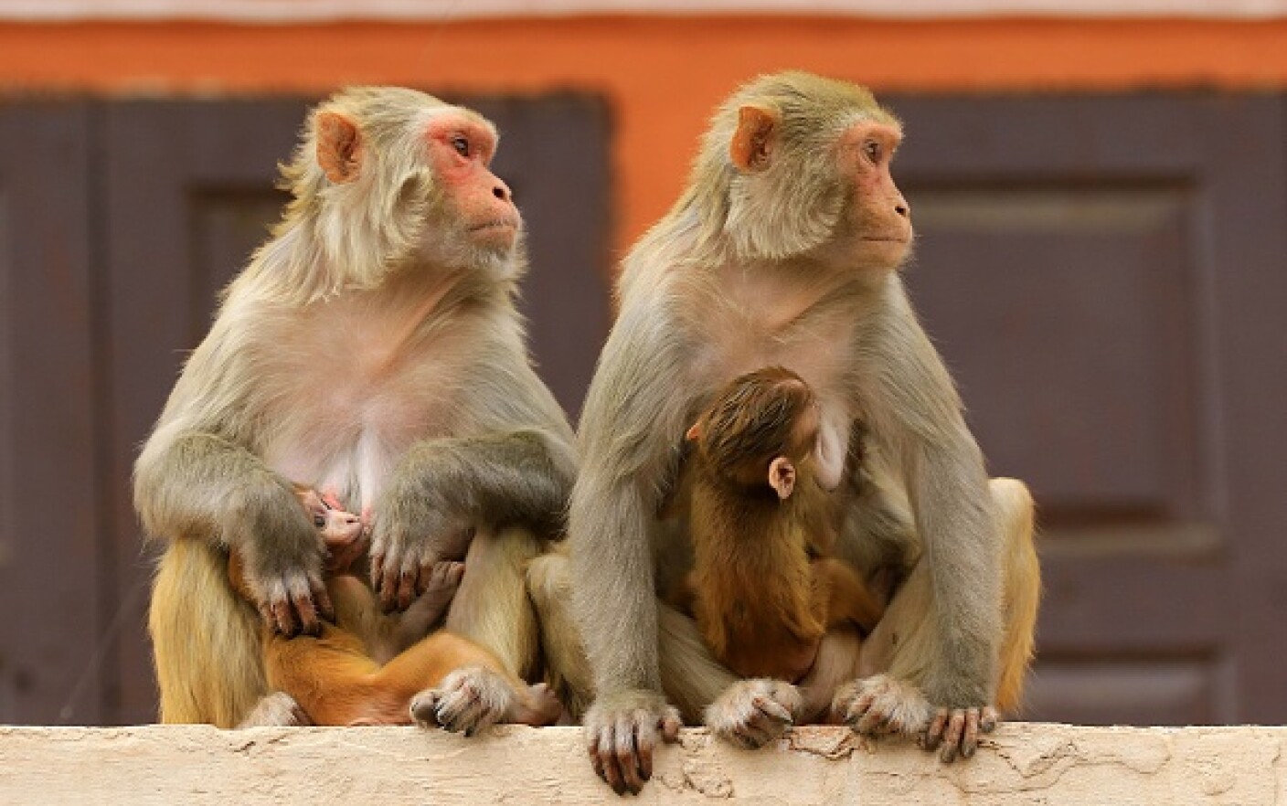 Un nou vaccin împotriva coronavirusului a fost testat cu succes pe ...