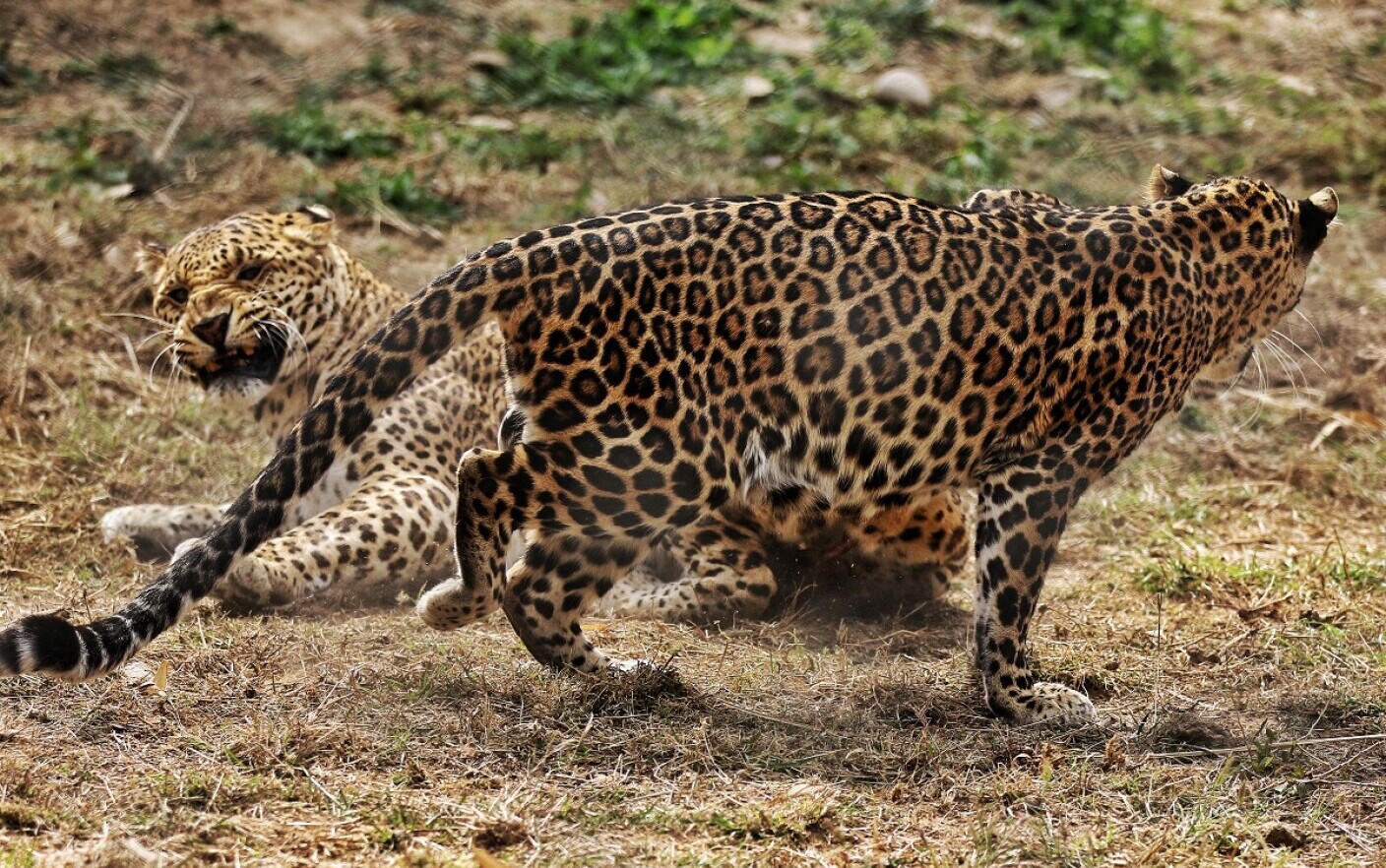 VIDEO. Trei leoparzi au scăpat de la o grădină zoologică din China, iar ...