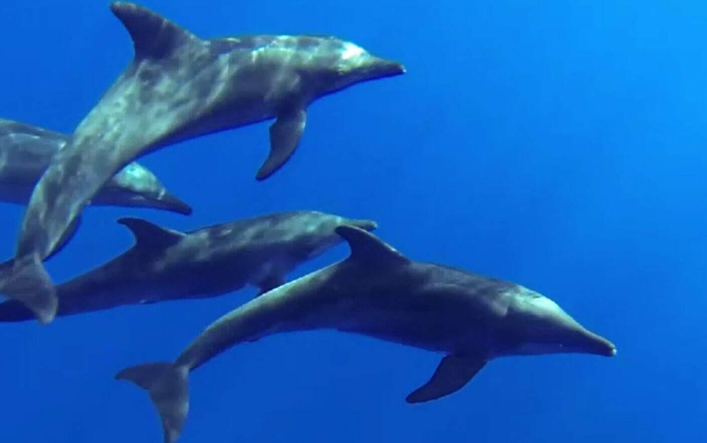 Delfinii din Marea Neagră, decimați de poluare. Experții avertizează că ...
