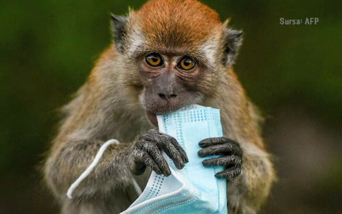 Cum se răspândește variola maimuței și care este perioada de incubație ...