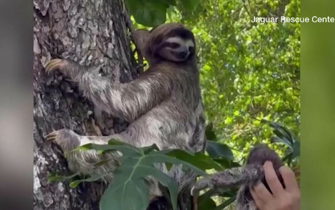 Un pui de leneș a devenit viral pe rețelele de socializare. Momentul ...