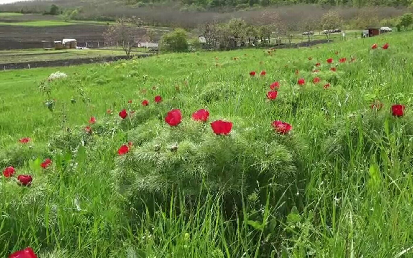Bujorii de stepă, spectacol de culoare și mireasmă într-o rezervație ...