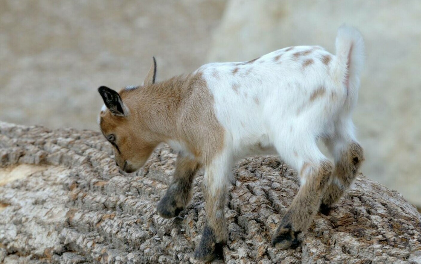 Cum arată capra mutantă cu ochi de ciclop și cu „față umană”. Animalul ...