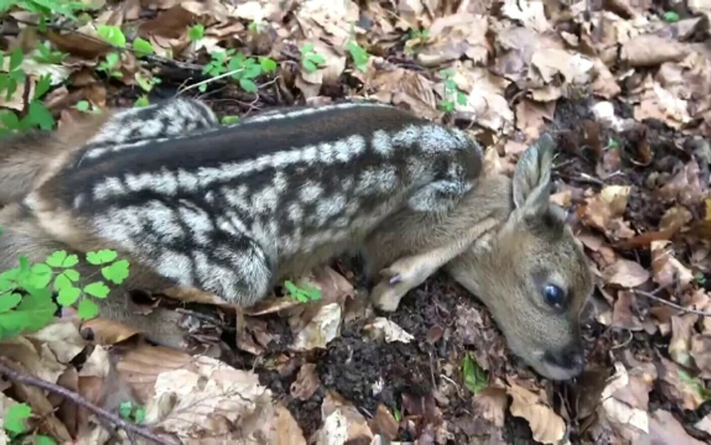 Imagini inedite surprinse la Putna. Ce făcea acest pui de căprioară ...