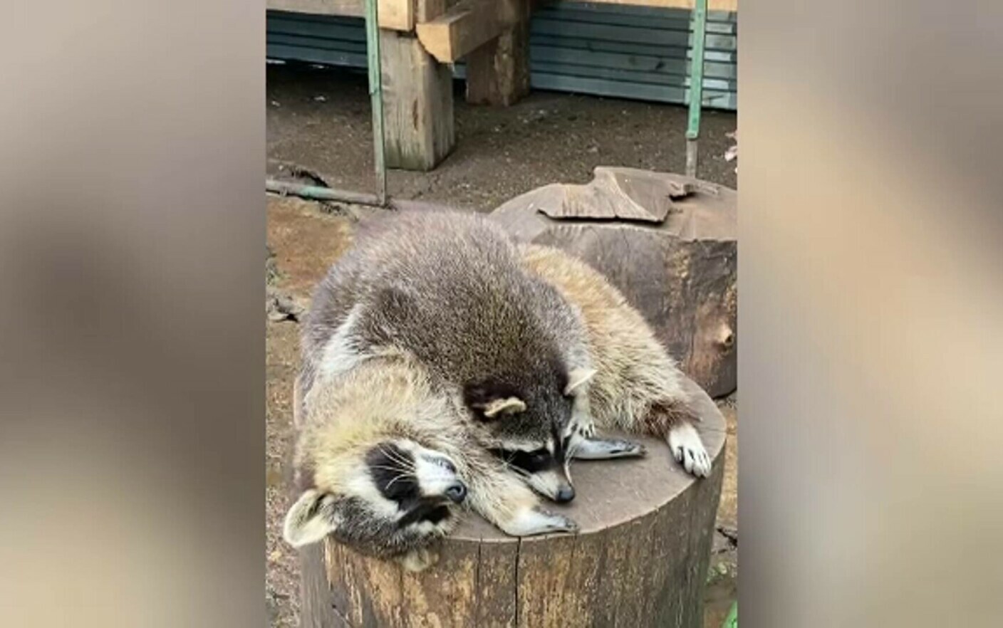 Moment de duioşie surprins între doi ratoni la Grădina Zoologică din ...