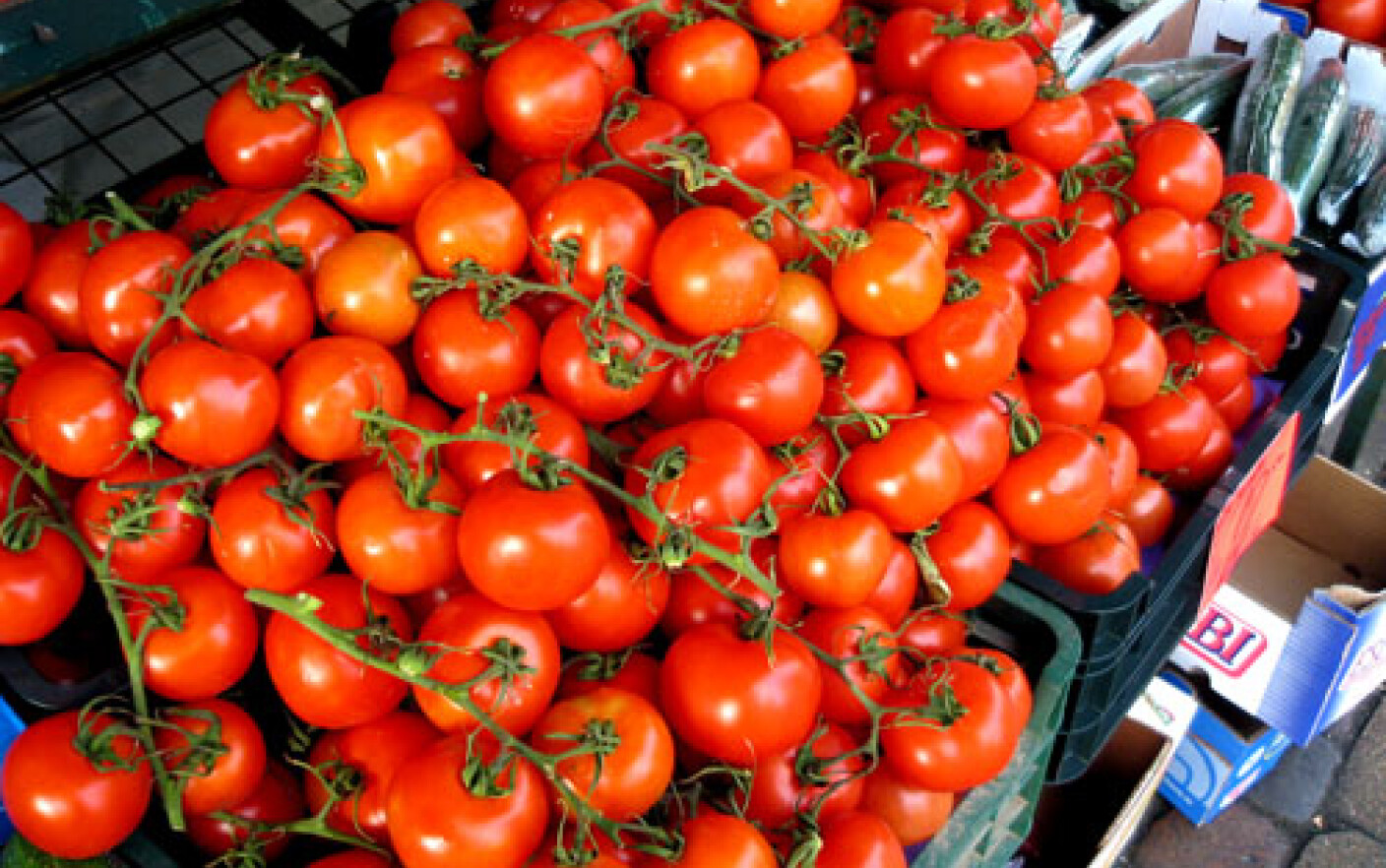 Unde e rosia romaneasca? Din 47.000 de hectare cultivate cu tomate ...