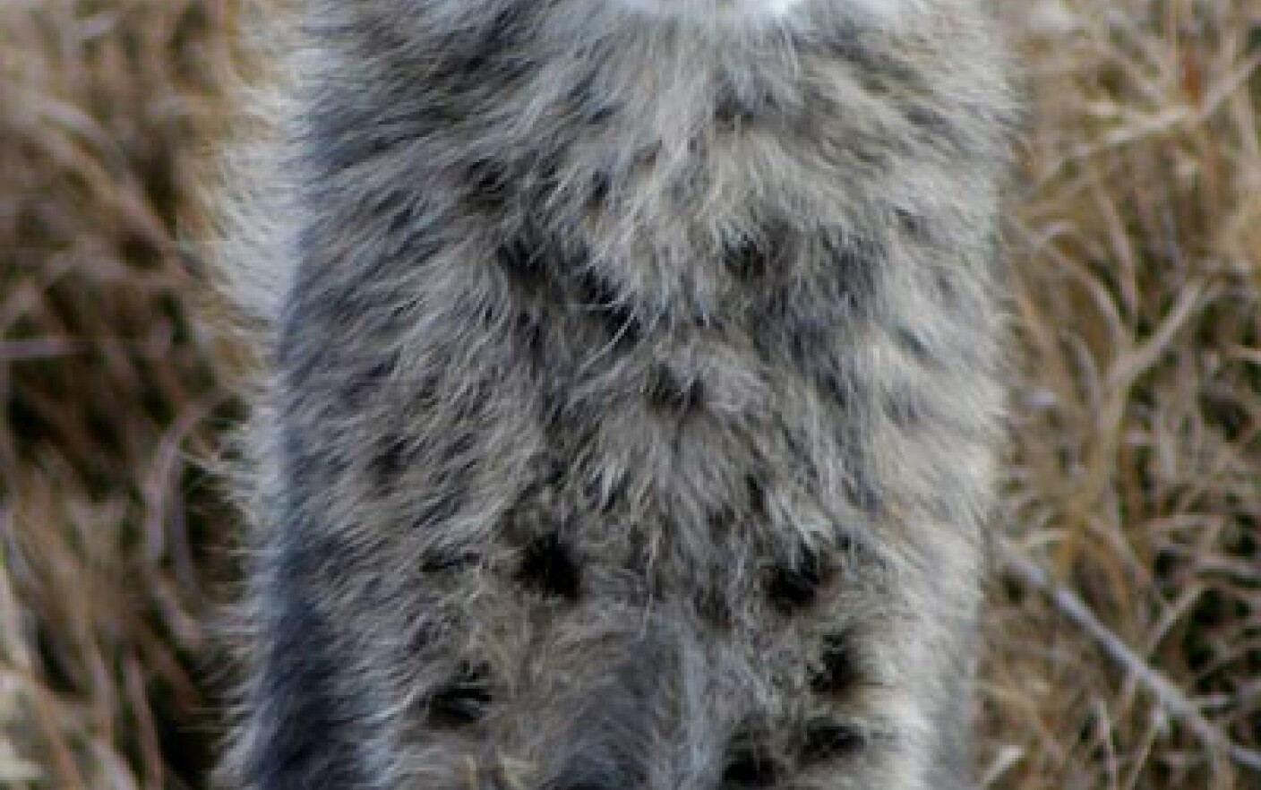 Trei pui de ghepard, vedetele unei gradini zoologice din SUA ...