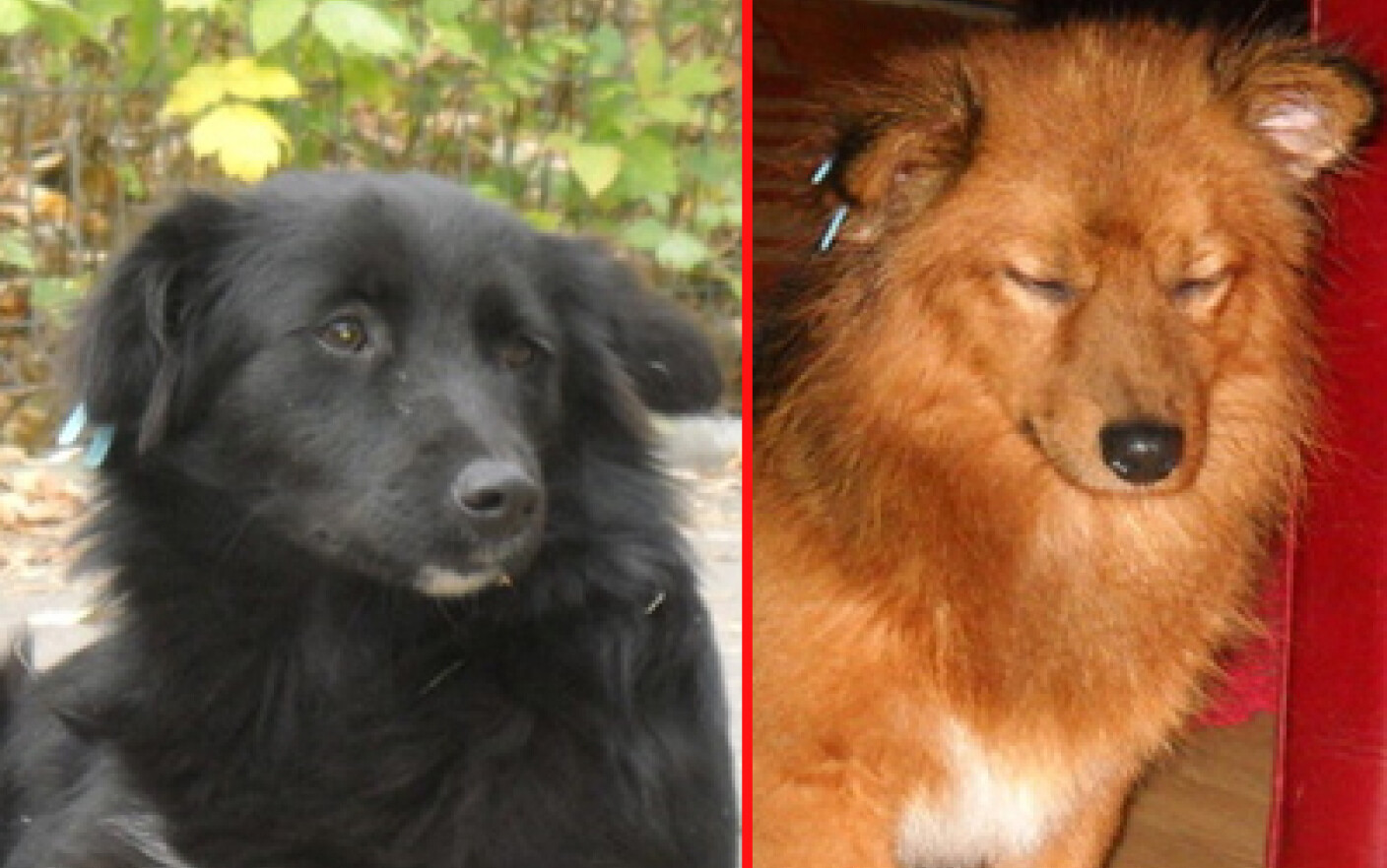 Suntem Lola si Pichi, doi caini draguti si blanzi. Vrei sa ne adopti ...