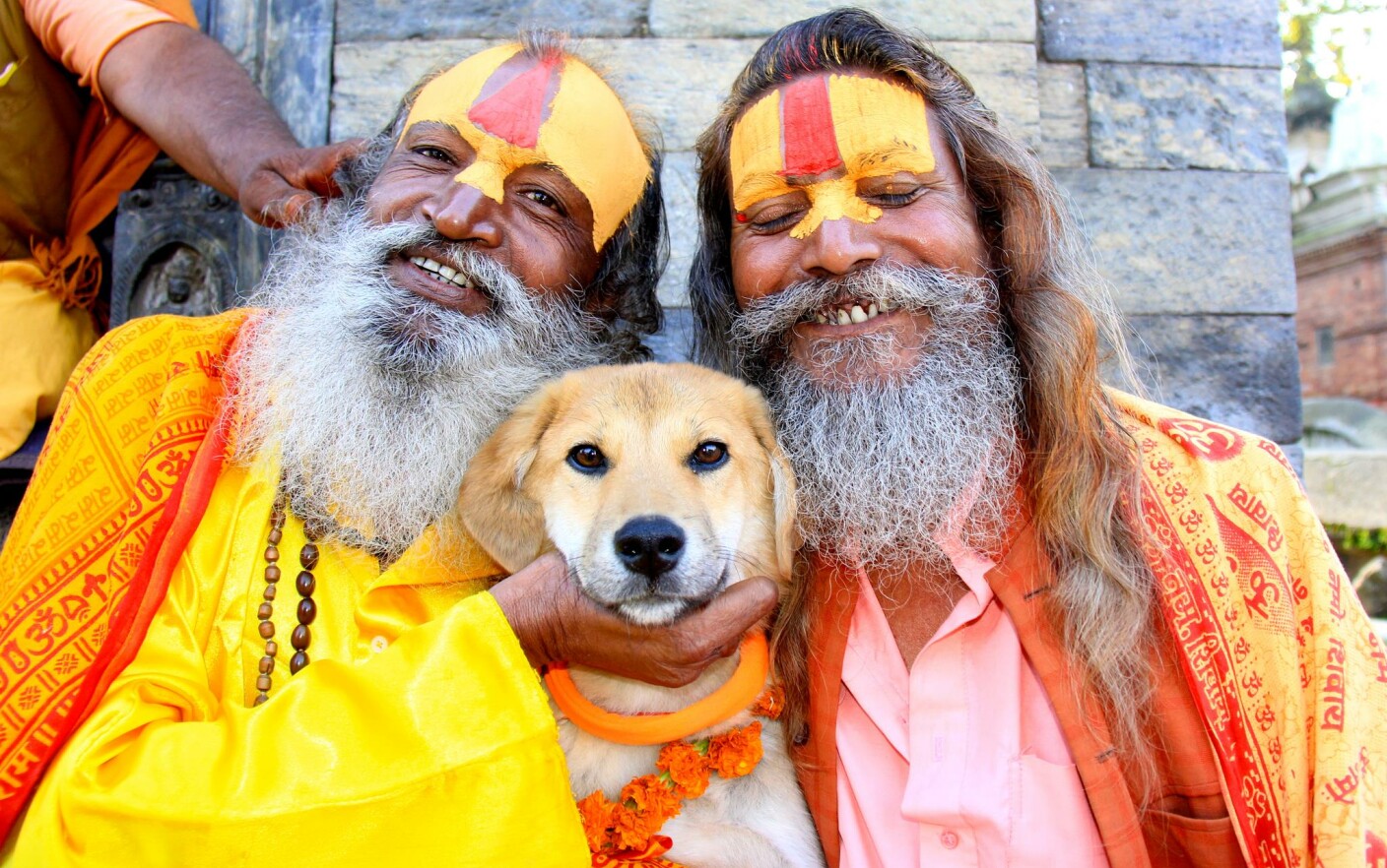 Un caine maidanez pe nume Rupee este primul patruped care escaladeaza ...