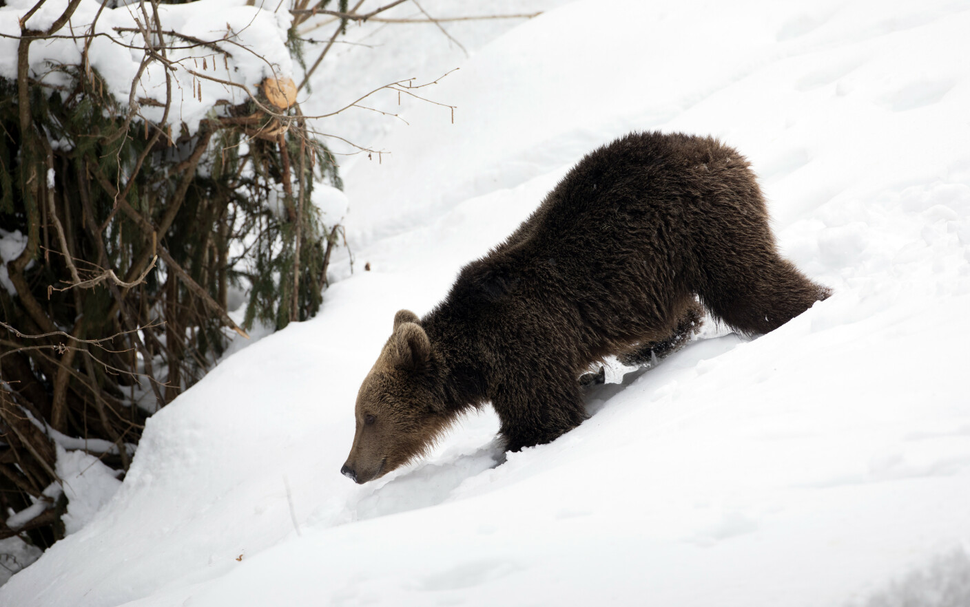 Urs brun în pădurile Munților Carpați - Stirileprotv.ro