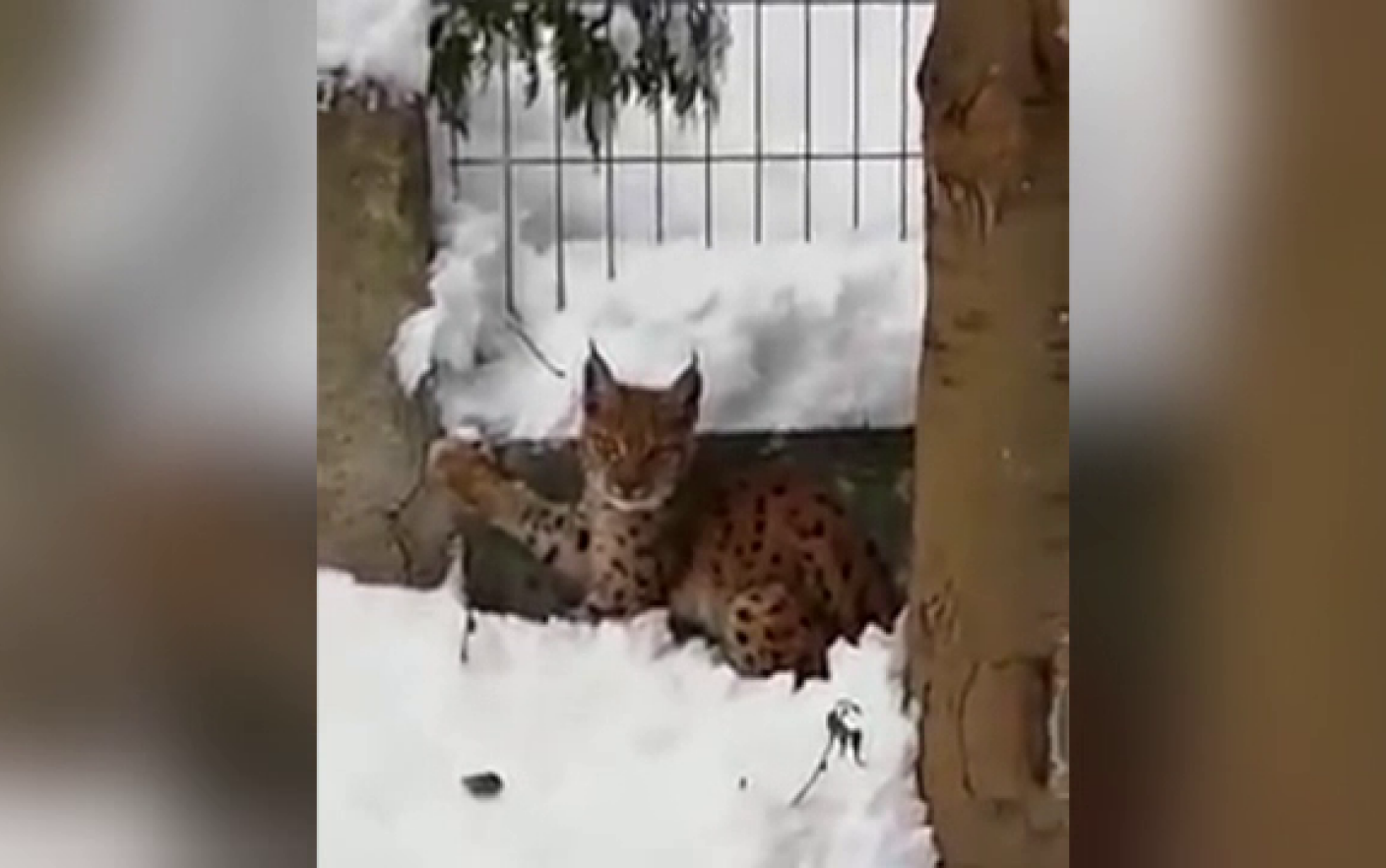 Imagini rare, cu un pui de râs, la Târgu Ocna. Mica felină se rătăcise ...