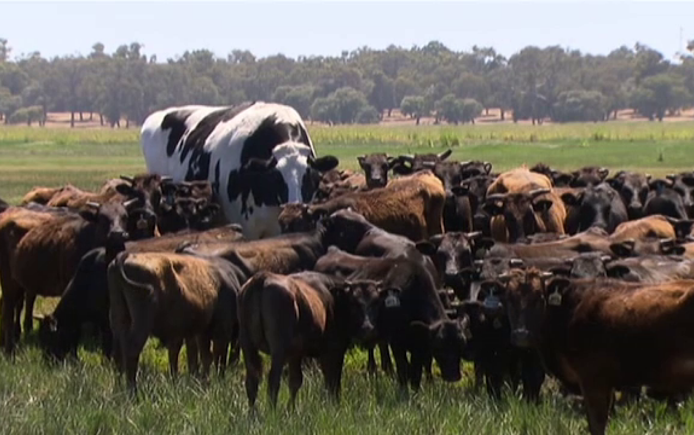 Boul care a scăpat de abator datorită dimensiunilor sale - Stirileprotv.ro