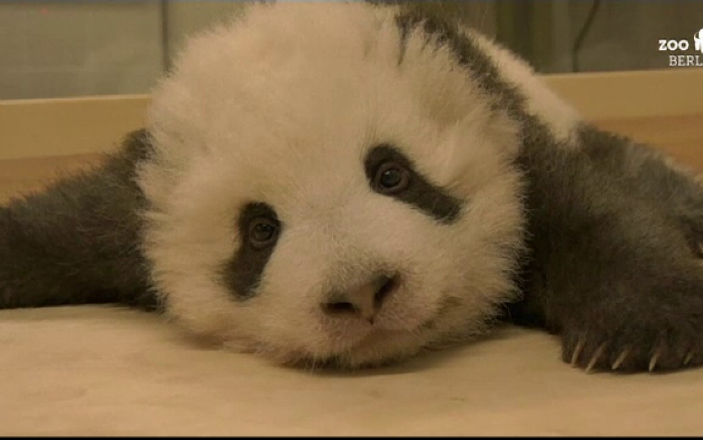 Un pui de panda din Berlin, vedetă internațională. De ce nu reușește să ...